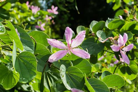 Closed Up Pink Bauhinia Purpurea Flower Stock Image Image Of Plant