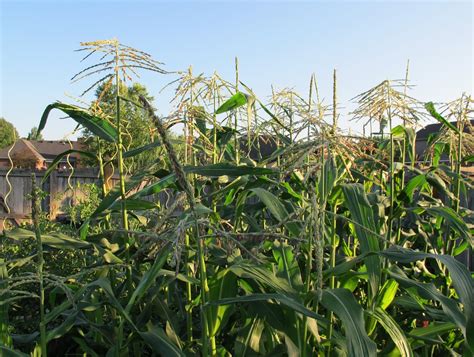 Corn Pollination A One Act Play