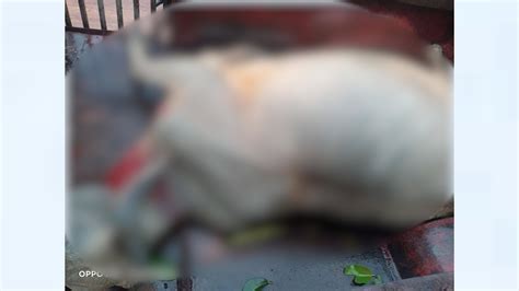 Msjtv News ឃត ក រ លាក់មុខ គ្រោះធ ម្មជា តិរន្ទះបា ញ់ ស ម្លា ប់ មនុ ស្ស ០១នាក់ រងបួសចំនួន