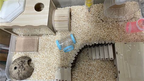 햄스터 없는 햄스터 집 Youtube