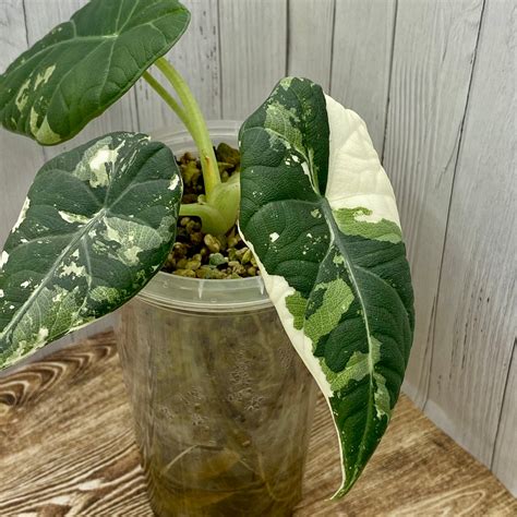 Alocasia Maharani Albo Variegated Nelson Plant Guy