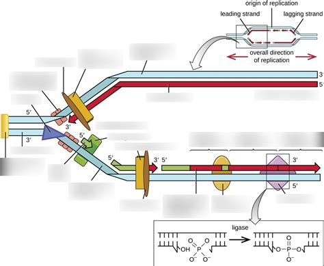 Diagram Of Dna Replication Fork Quizlet Diagram Of Dna Replication Fork Quizlet