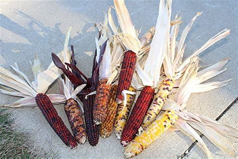 Seneca Mini Indian Corn Seeds Heirloom Decorative Corn Variety Farm