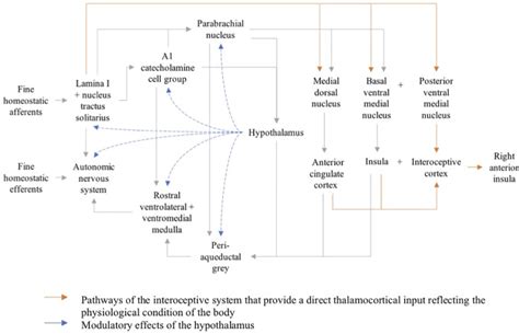 The Role Of Interoception In The Pathogenesis And Treatment Of Anorexia