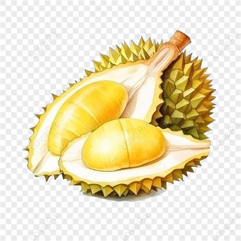 수채화 두리안 과일채식주의자본질적인자연스러운 Png 일러스트 무료 다운로드 Lovepik