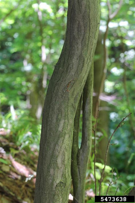 Trees Of Georgia Trees Of Georgia