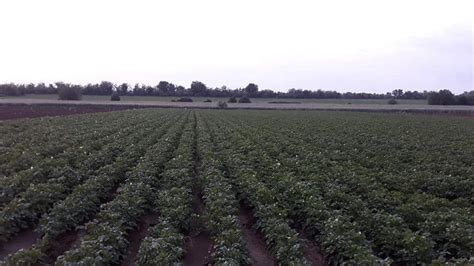 Зеленчукова борса Варна Added A Зеленчукова борса Варна