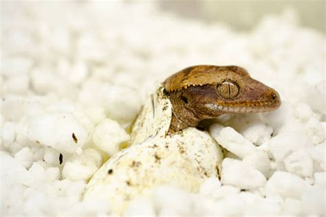 크레스티드 게코 레오파드 가고일 애완 도마뱀 종류 키우기 성장 과정 탈피 주기 네이버 블로그