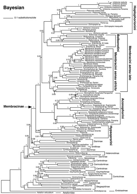 The 50 Majority Rule Consensus Tree From The Bayesian Analyses Of