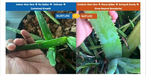 Prasad Venkatachar On Linkedin Nature Nurture Empathy Adaptation Product