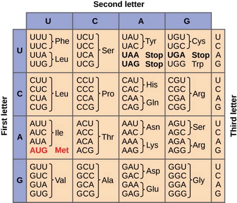 What Is The Aminoacid Sequence In The Polypeptide Segment Translated
