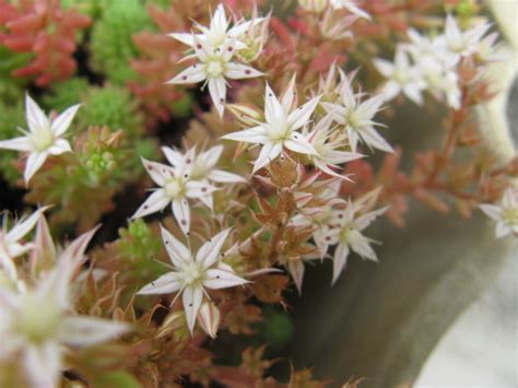 植物編のベンケイソウ科のシンジュボシマンネングサ