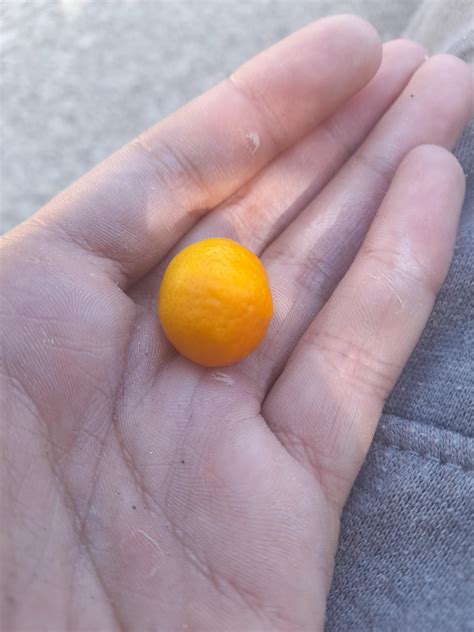 I Found A Tiny Orange Rmildlyinteresting