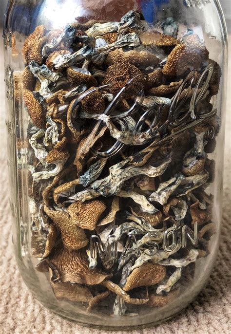 28 Best Utornadicvortex Images On Pholder Shrooms Dankmemes And Honda