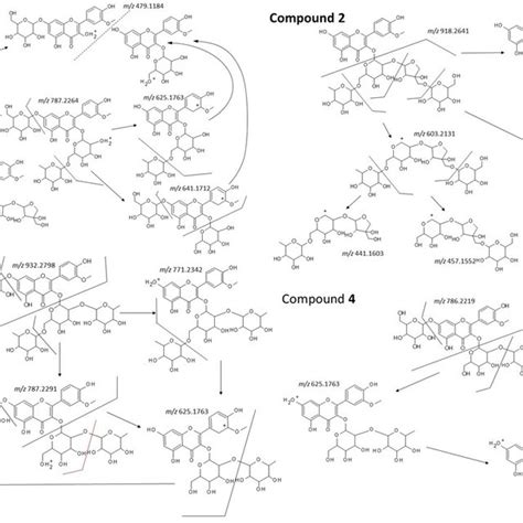 A Fragmentation Pattern Of Flavonoid Glycosides 1 4 Shown Mz Are A Fragmentation Pattern Of Flavonoid Glycosides 1 4 Shown Mz Are
