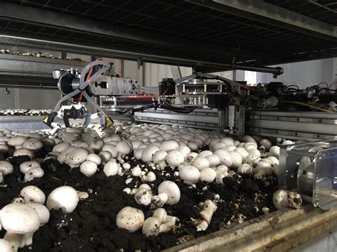 dorna for picking mushrooms dorna robotics