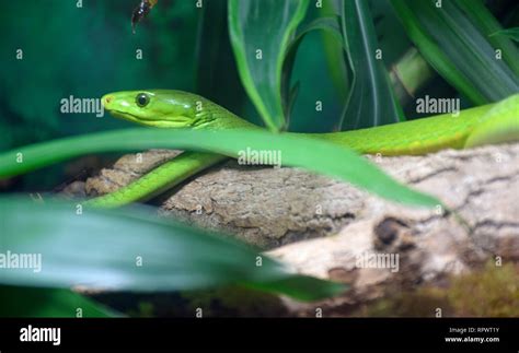 East African Green Mamba