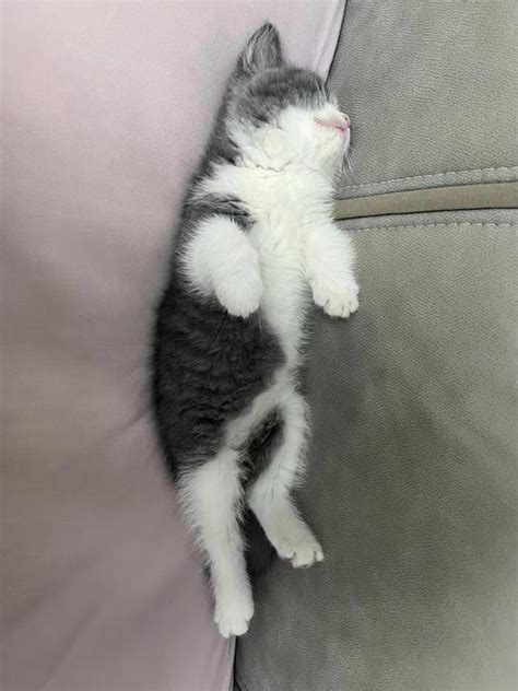 拒绝养猫焦虑 0 6月幼猫喂养手册 知乎