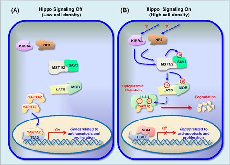 PDF Cross talk between Wnt β catenin and Hippo signaling pathways a