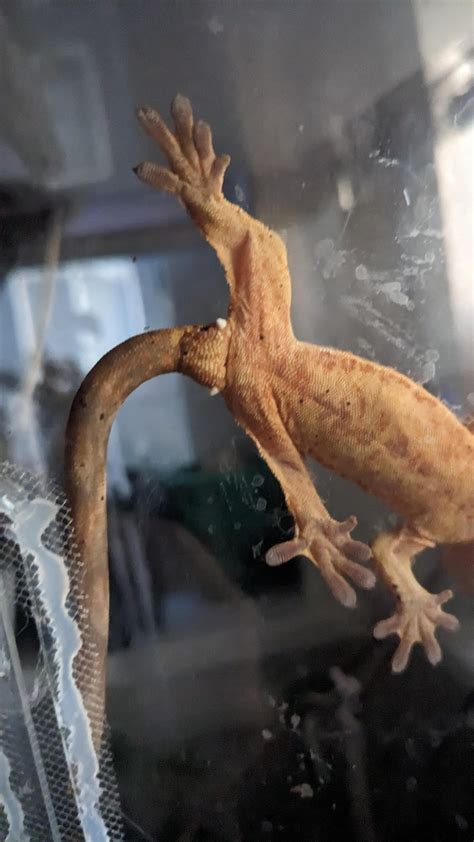 What Sex Is My Crested Gecko R Crestedgecko