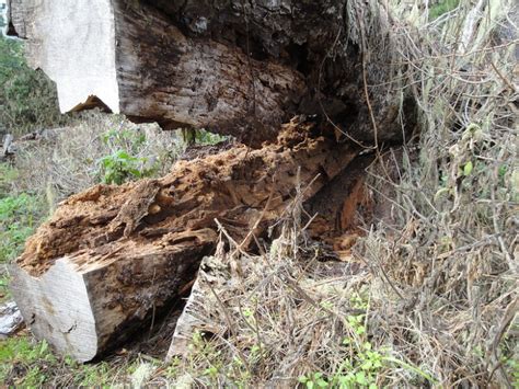 How To Protect Trees From Insects And Pests Wildlife X Team