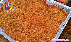 Seed Sowing Technique