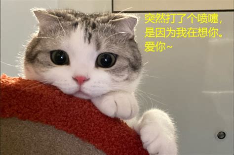 [html]web前端开发技术8（html5、css3、javascript ）css样式属性 withborder italic