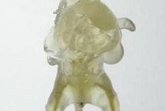 Japanese Scientists Create See Through Mouse Paperblog