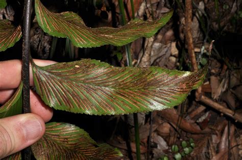 Asplenium Oblonolium Aspleniaceae