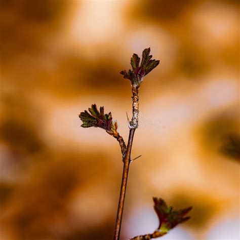 Close Up Macro Of A Budding Shrub Plant In Spring In Ontario Canada Stock Photo Image Of