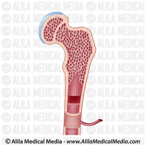 Alila Medical Media Bone Structure Unlabeled Diagram Medical Illustration