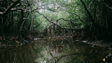 Grisly Video Shows Aftermath Of Tussle Between Alligator And Burmese Python It Was Missing The