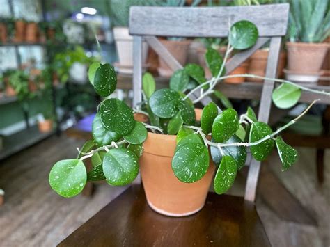 Flat Mites How To Identify And Treat Flat Mites For Hoya Growers A Natural Curiosity