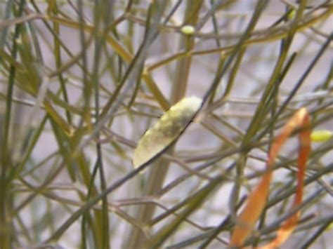 Flies Predatory And Parasitic