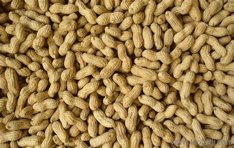 文登大花生 威海特产文登大花生专题 淘金地农业网