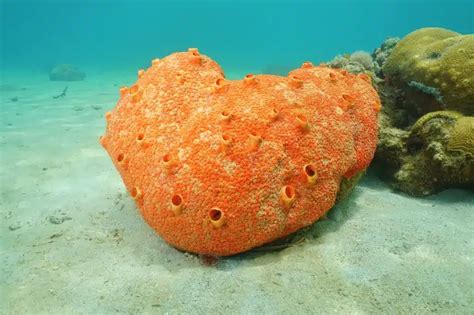 Can Sponges Move Or Are They Sessile Earth Life