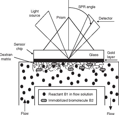 Figure 1 From Biosensor Surface Plasmon Resonance Methods For Quantitative Analysis Of