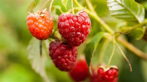 Raspberry Companions The Best Plants For A Fruitful Harvest Home Decor Chat