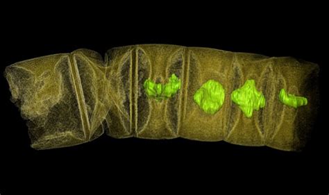 Worlds Oldest Plant Fossil Aged 1 6 Billion Years Old Discovered In India India Com