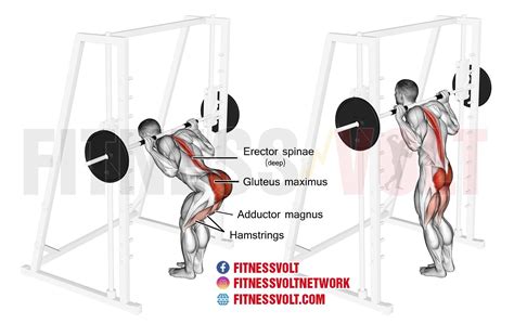 Smith Machine Bent Knee Good Morning For Stronger Glutes And Hamstrings Fitness Volt