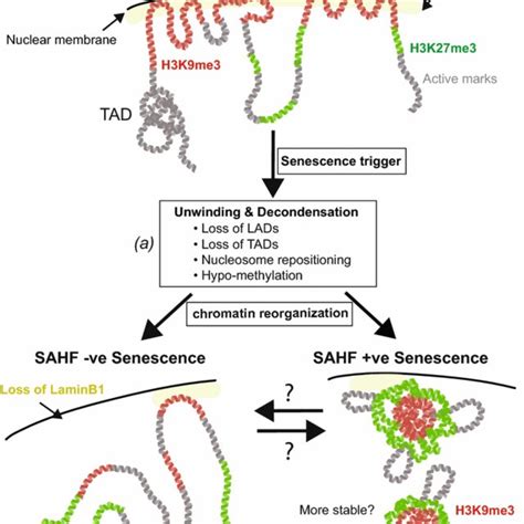 A Speculative Model Of High Order Chromatin Structure Alterations