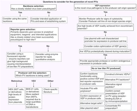 Summary Diagram Of Factors To Consider When Generating A Pseudotyped