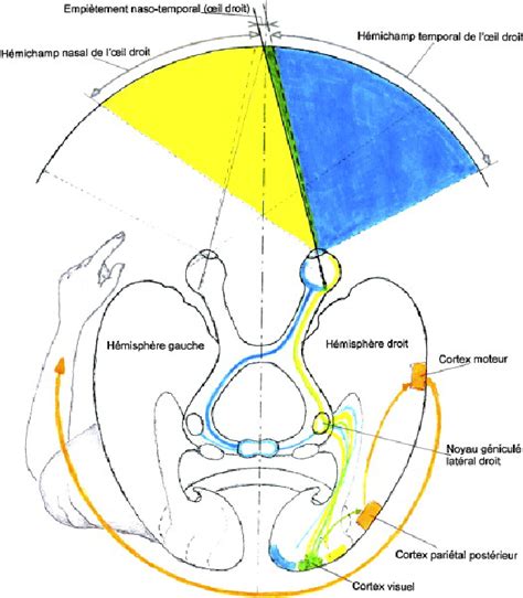 A Schematic Representation Of Visuo Motor Pathways In A Neural And Download Scientific Diagram