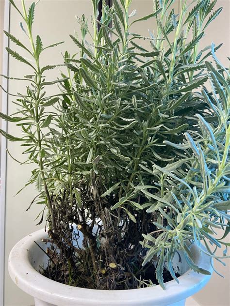 라벤더 시든 잎 정리 지식in