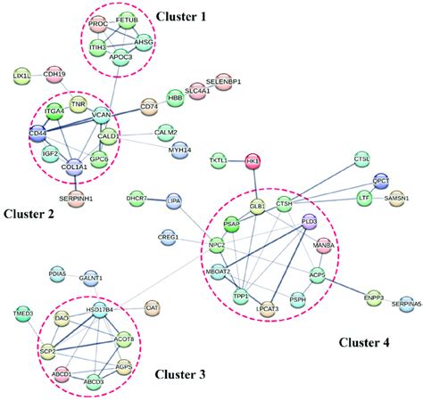 Network Diagram Of Differential Protein Interaction In Epididymal Download Scientific Diagram