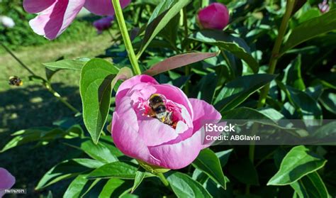 여름 모스크바의 식물원에서 푹신한 범블 꿀벌과 핑크 레드 햇볕이 잘 드는 모란 꽃의 전경을 클로즈업 0명에 대한 스톡 사진 및 기타 이미지 Istock