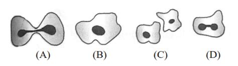 Given Below Are Stages Of Binary Fission In Amoeba Which One Out Of The