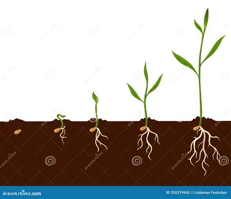 Growth Process Steps Seeds Sprout In Ground Steps Sequence Of Germinating Seedlings Stock