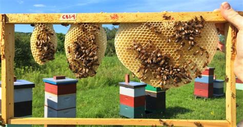 Engineers May Learn From Bees For Optimal Honeycomb Designs Cals