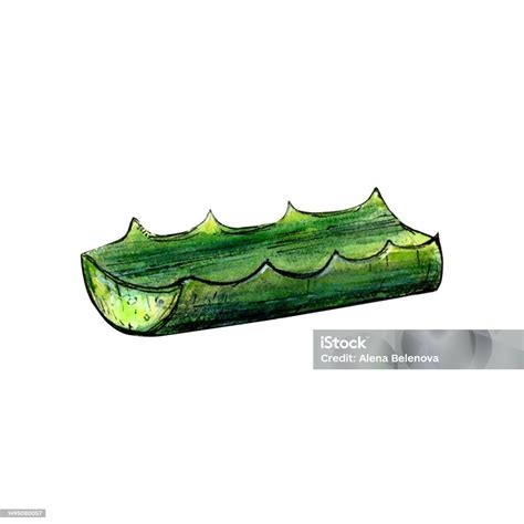 흰색 바탕에 알로에 베라 다진 잎의 수채화 그림 일러스트레이션 스티커 카드 스크랩북에 대한 현실적인 상세 사진 0명에 대한 스톡 벡터 아트 및 기타 이미지 Istock